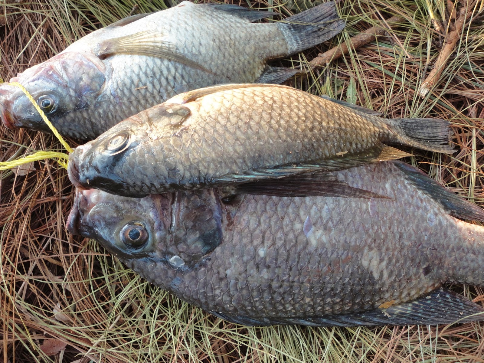 Jambo Tz: SAMAKI MKUBWA AINGIA SEHEMU ZA SIRI ZA BINTI HUKO BUNDA ...!!!