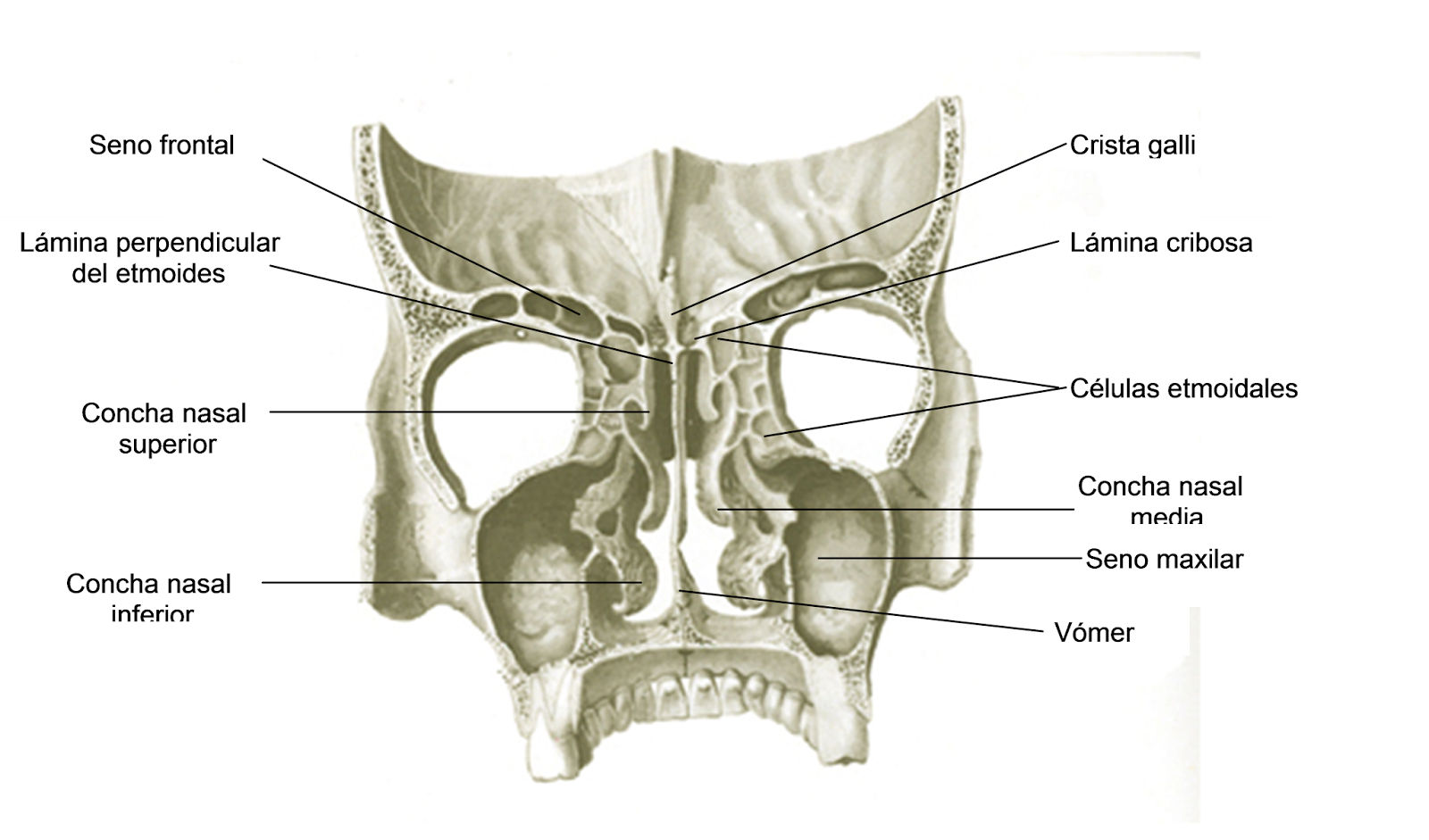 ANATOMÍA HUMANA : CRANEO EN SU CONJUNTO.