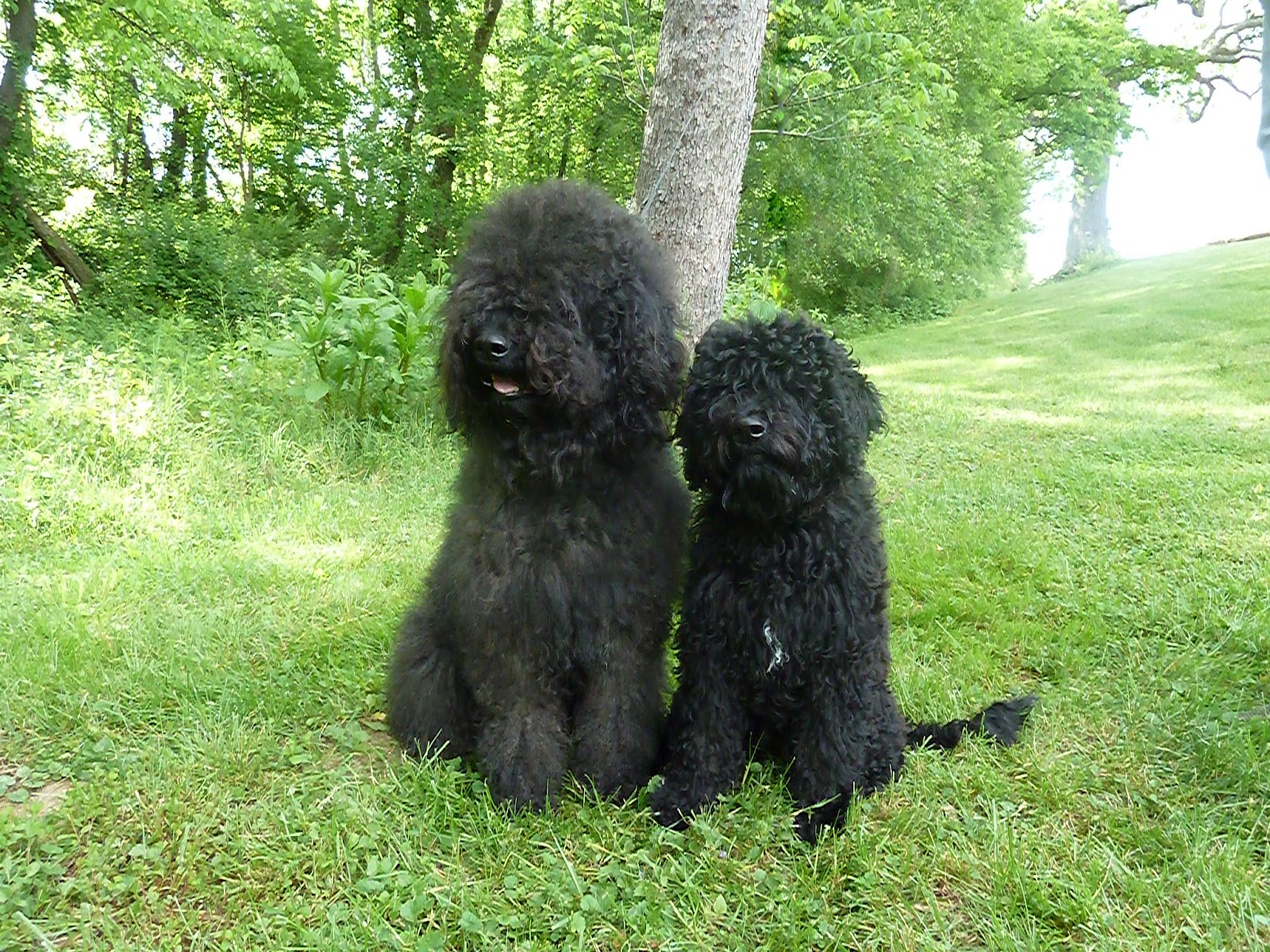 Hickory Tavern Farm Barbet: Learn About The Barbet