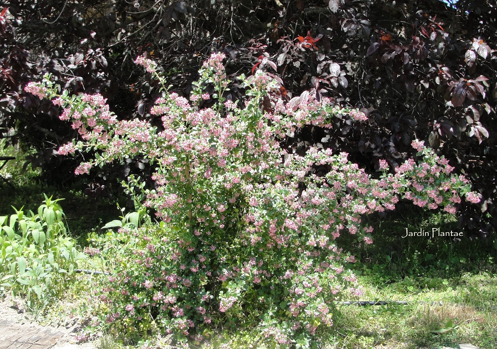 Jardinería Plantae: Escalonia