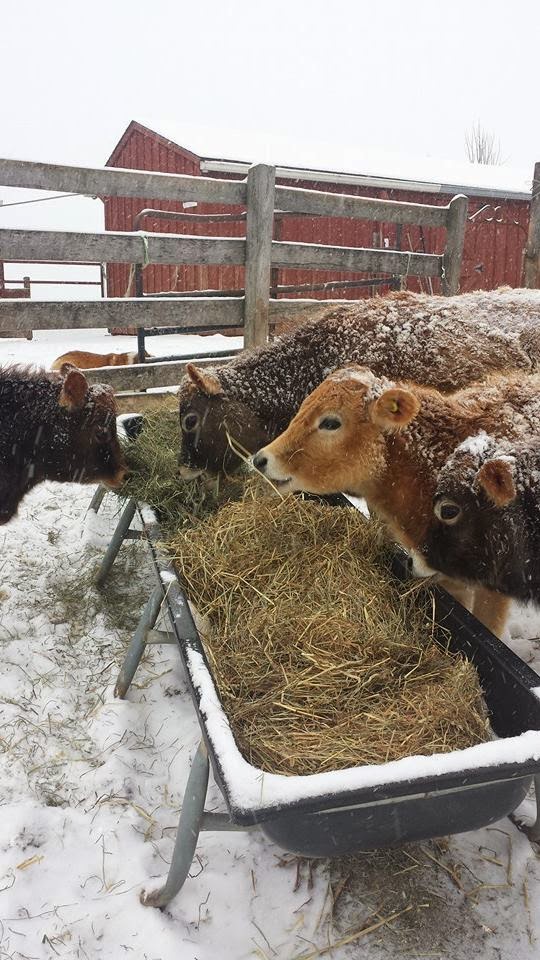 A Couple of Farmers At Maple Lawn Farm: Hey! Hay!