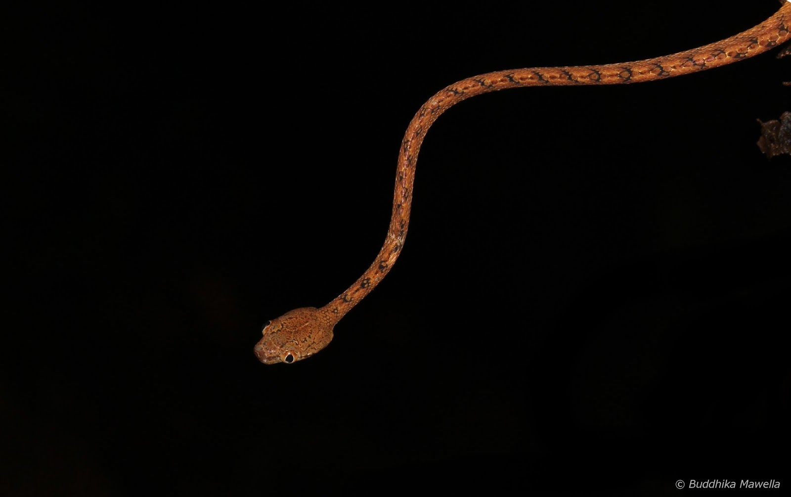Lanka Nature Summary: Beddome's cat snake (Boiga beddomei)