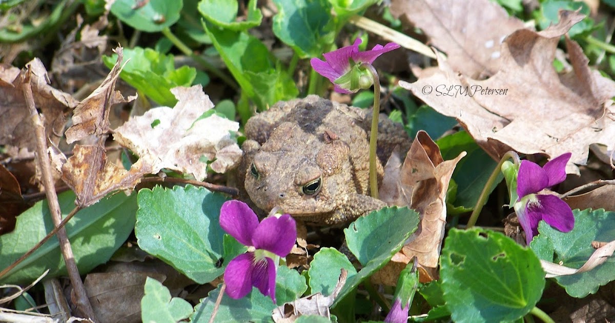 Toad