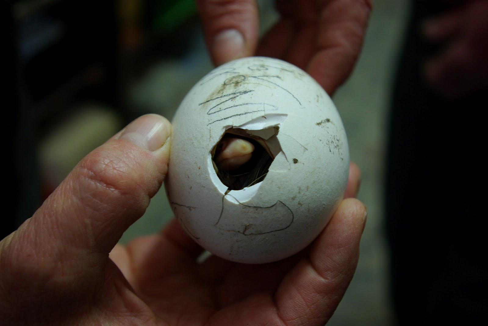 habilis: De l'oeuf au poussin.