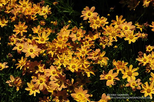 Digital Flower Pictures.com: Sienna Sunset Threadleaf Coreopsis