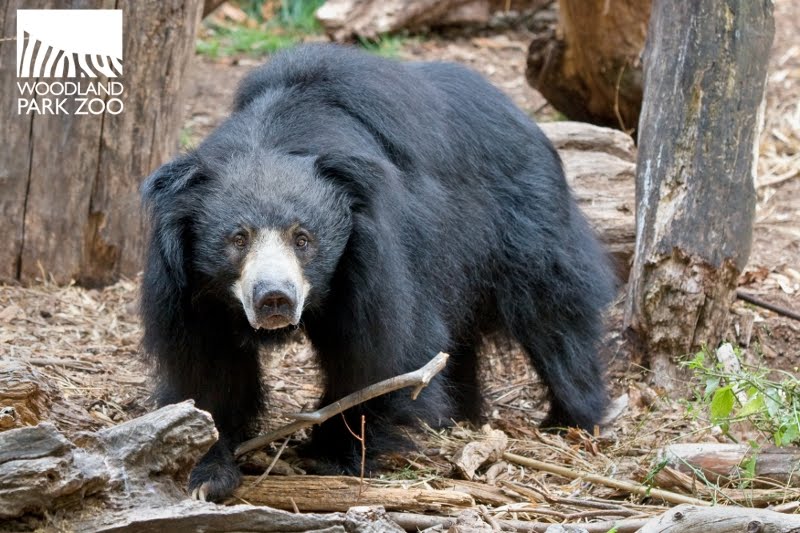 Sloth Bear Zoo