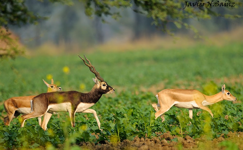 Fauna y fotografía: ANTÍLOPE NEGRO, Antilope cervicapra