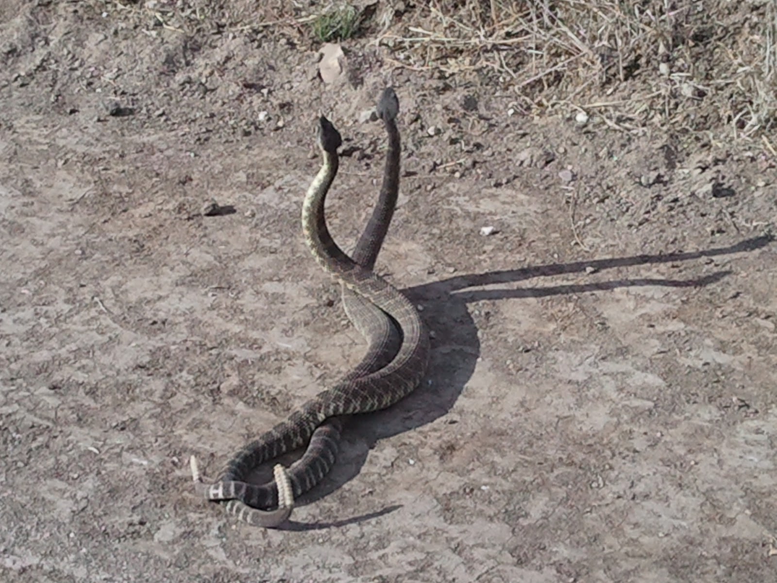 Avocado Diva: Rattle Snakes - Bow Chicka Wow Wow