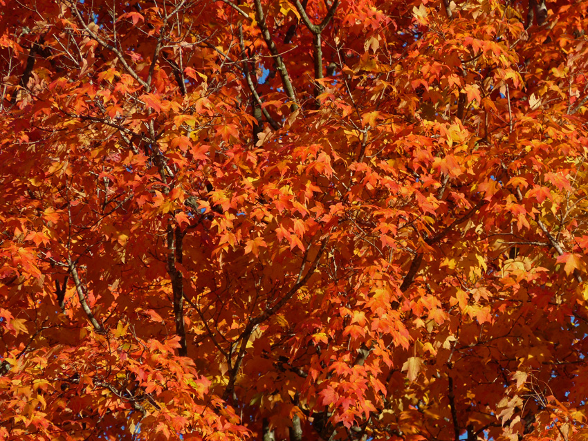 Life, Birding, Photos and Everything: Colorfest at Bernheim