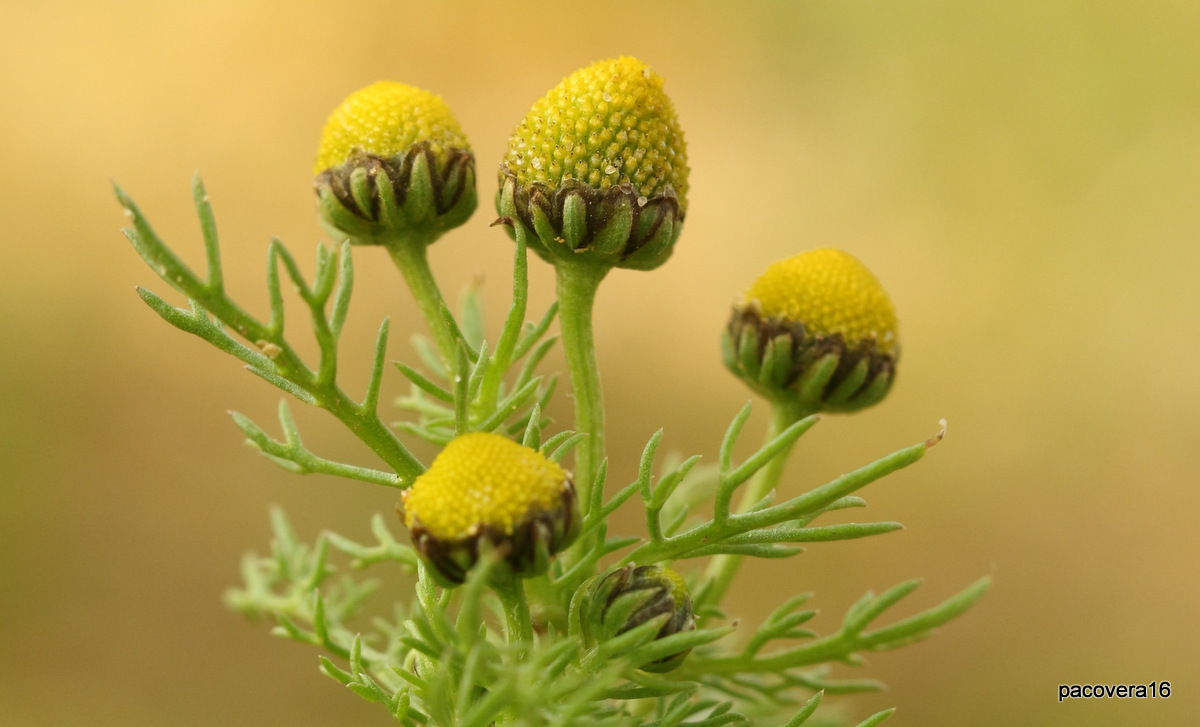 CH´USAY: Matricaria aurea