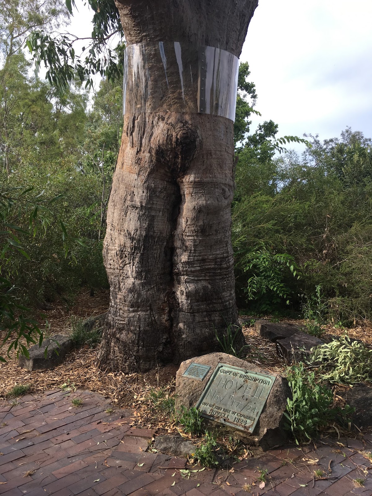 Australian Archaeology: How old is a scar tree?