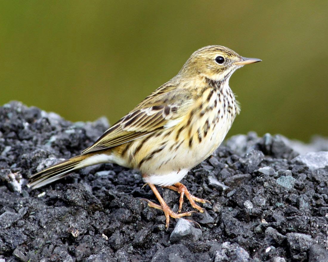 Another Bird Blog: Good Morning All