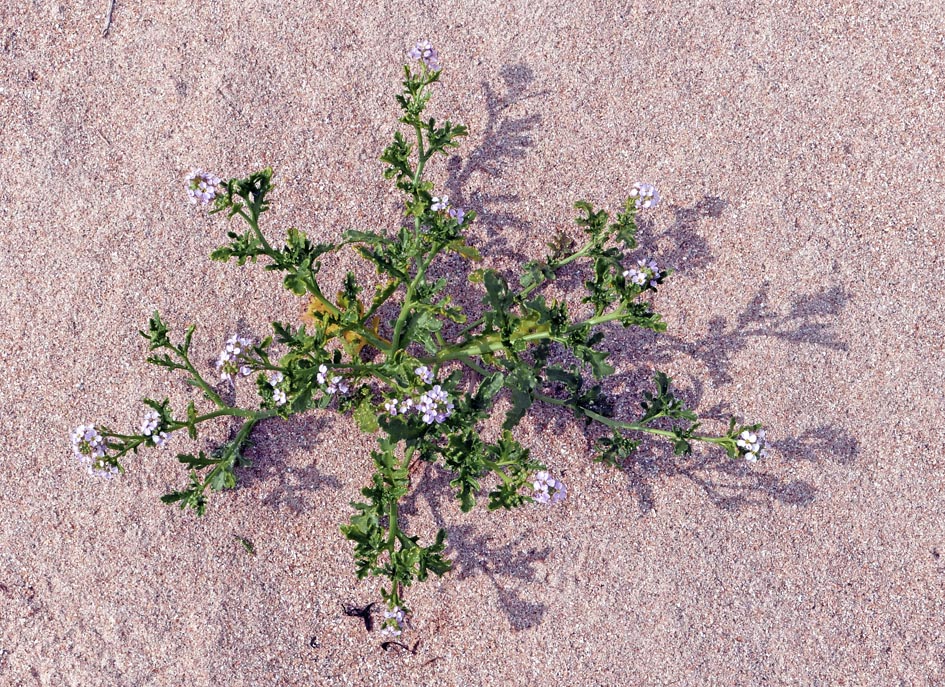 CABINET OF CURIOSITIES: Salty tales of Strand-line Plants