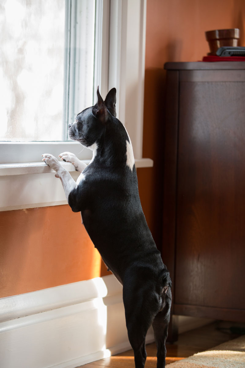 Testing an Automated and Humane Way to Resolve Barking