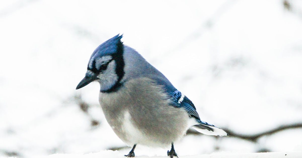 Review Of Guide For Bird Watchers