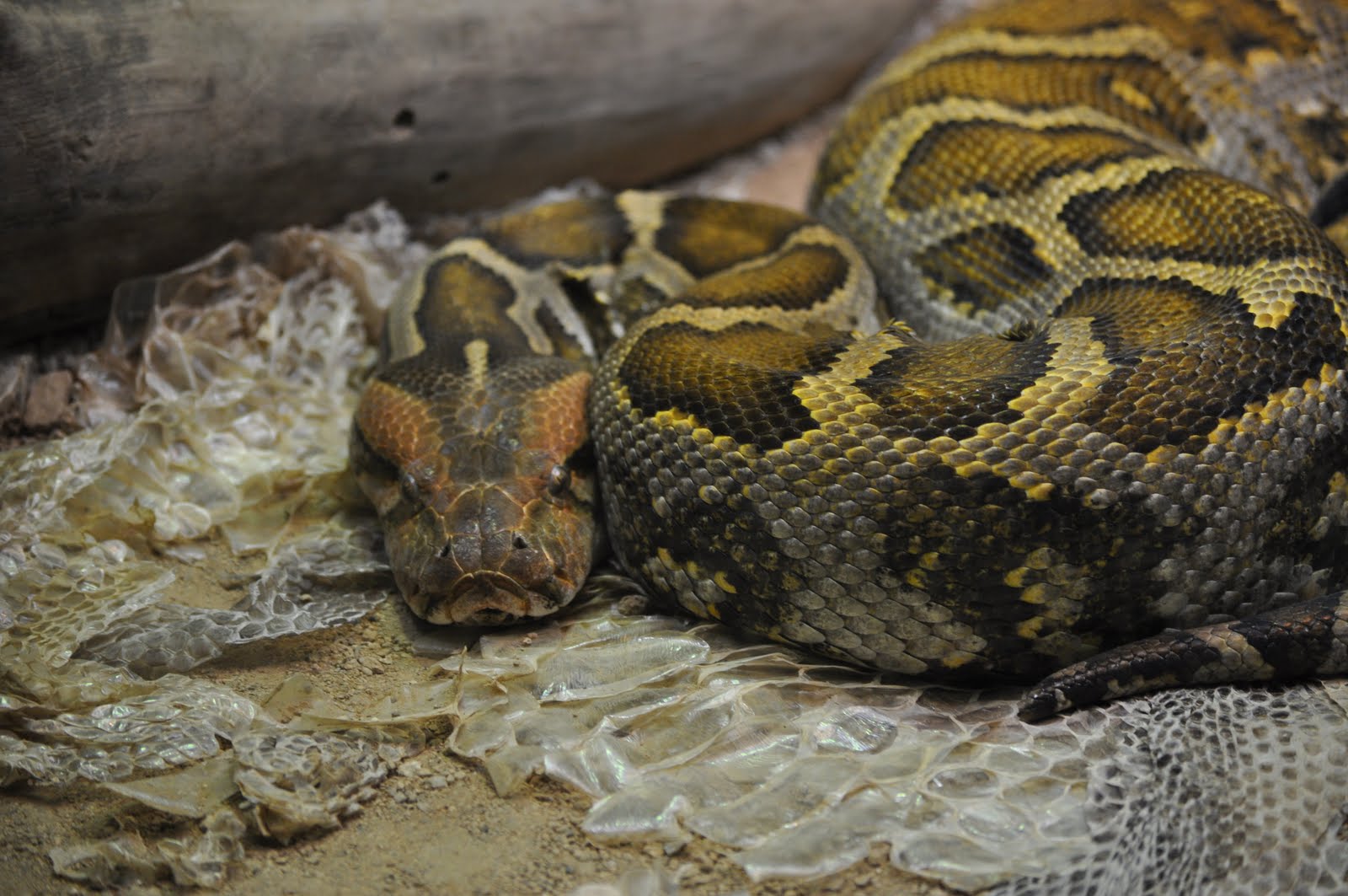 ZOOTOGRAFIANDO (6.100 ANIMALS): PITÓN DE LA INDIA / INDIAN ROCK PYTHON ...