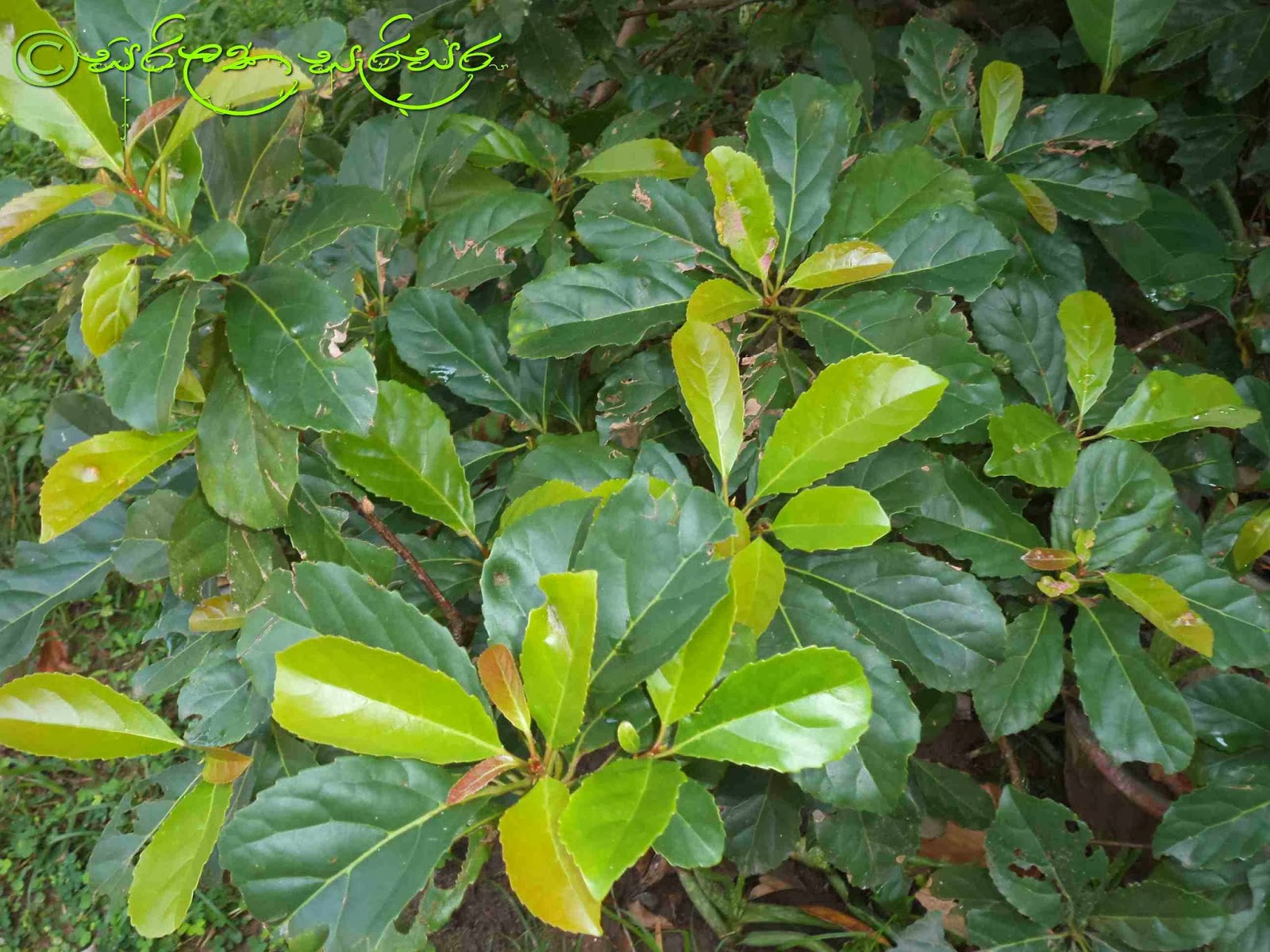 Trees and Plants of Sri Lanka: වෙරළු - Weralu - Veralu - Elaeocarpus ...