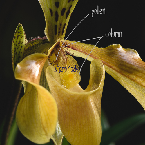 The Orchid Column: The Tricks in gratrixianum