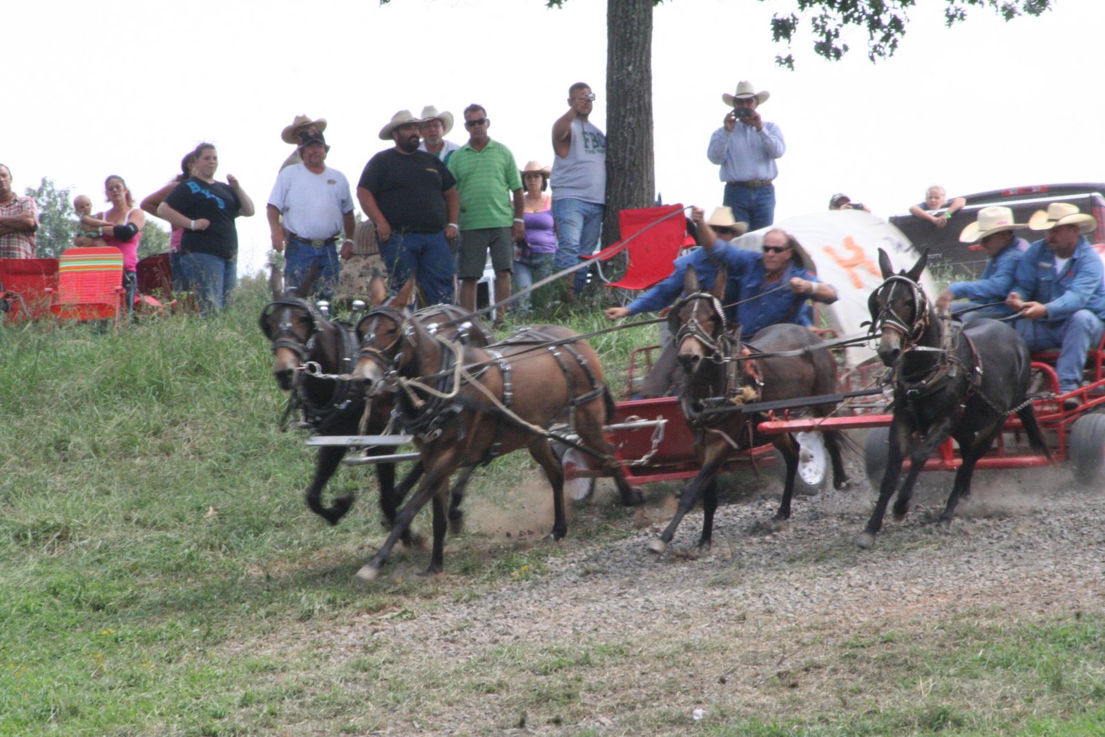 PairADice Mules: National Championship Chuckwagon Races Big Mules