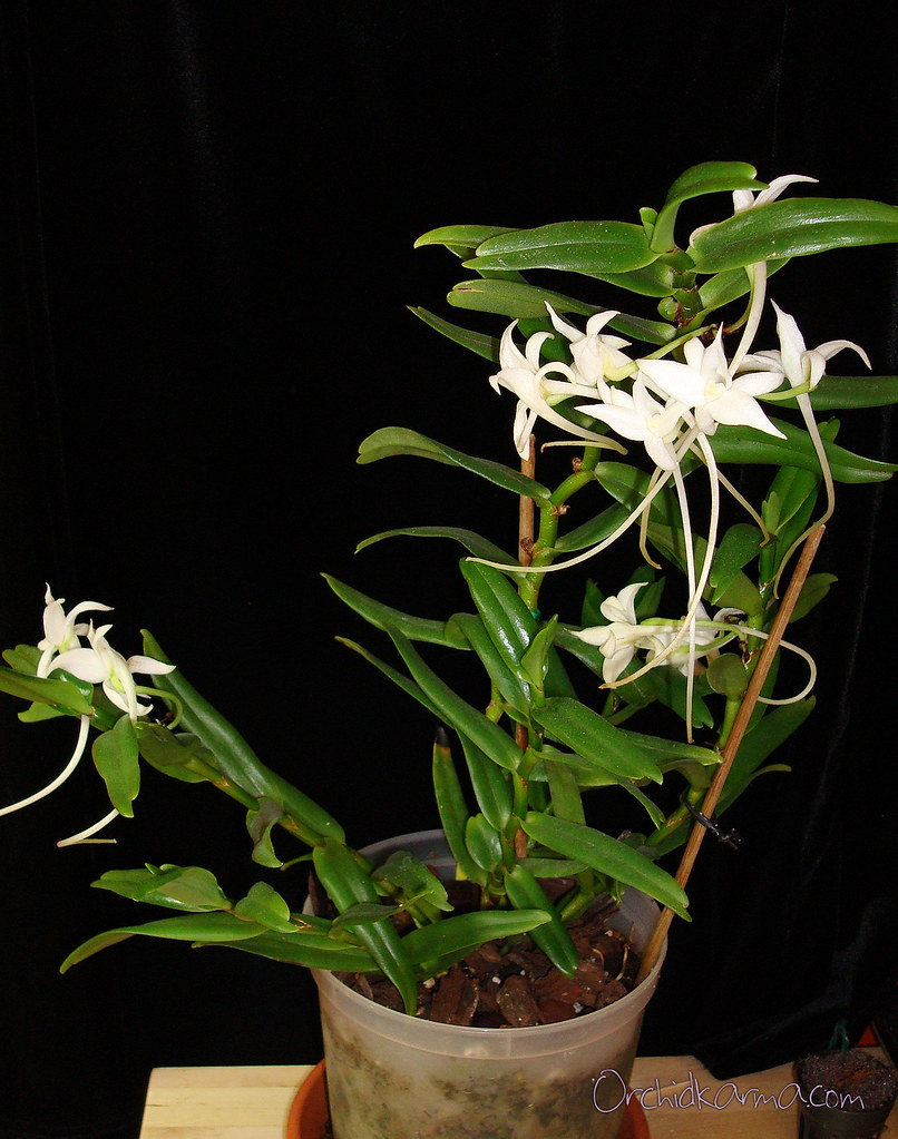 Angraecum florulentum orchid plant care and culture | Travaldo's blog