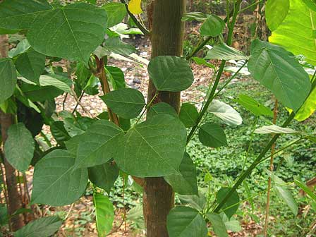 Dadap serep - Erythrina lithosperma Miq. non Bl