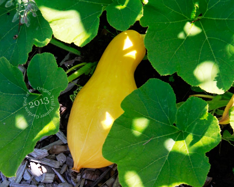 End of the Oregon Trail Pioneer Garden: The Summer Gardens