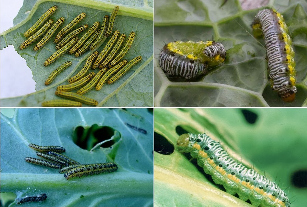 #Gardening : How to control cabbage worms