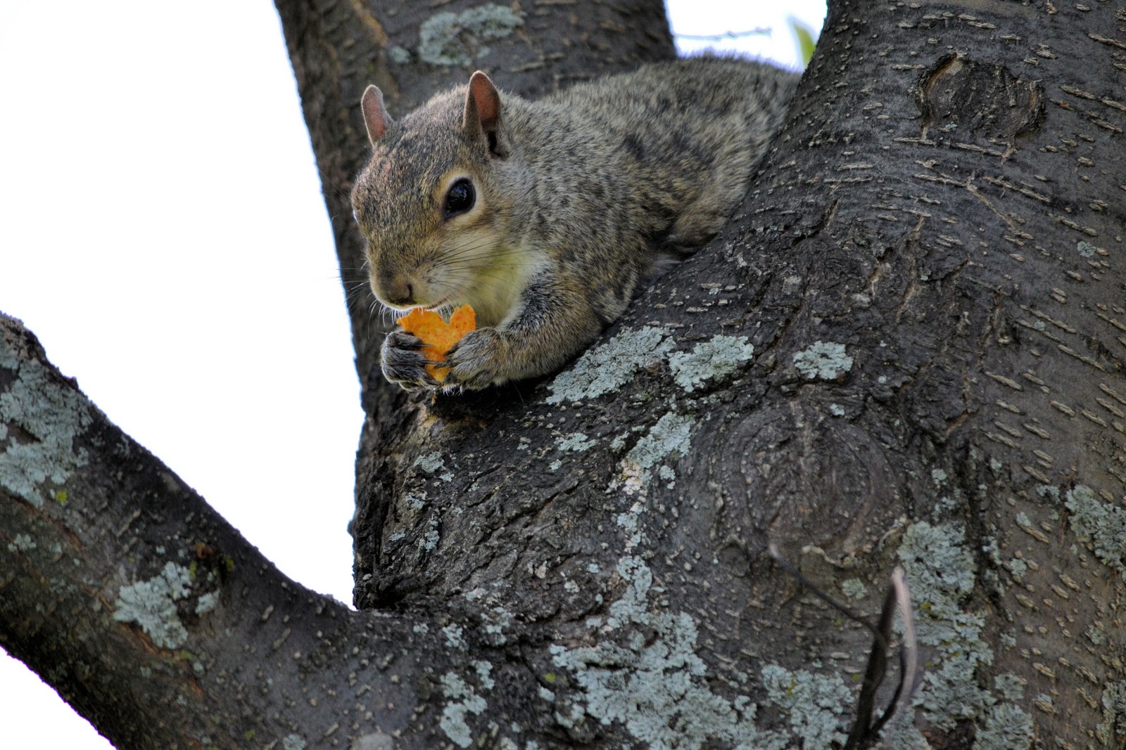 Life-n-Beauty Photography: Several Species of Small Furry Animals