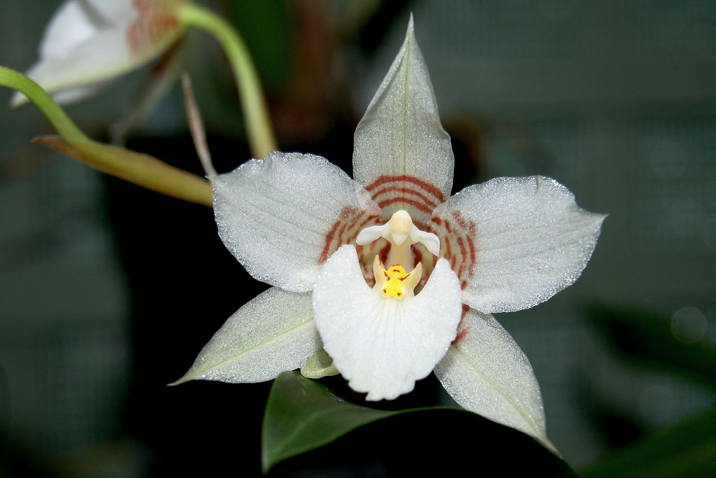 Rhynchostele cervantesii care and culture | Travaldo's blog