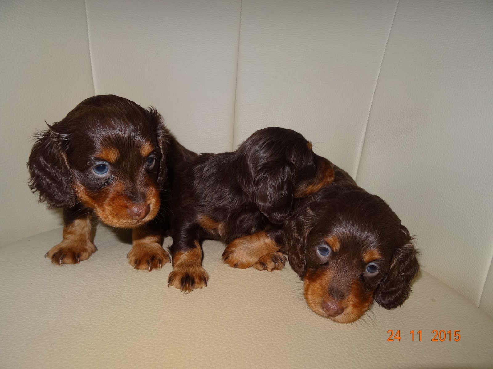 Dackelzuchtschmidt: UNSERE LANGHAARDACKELWELPEN