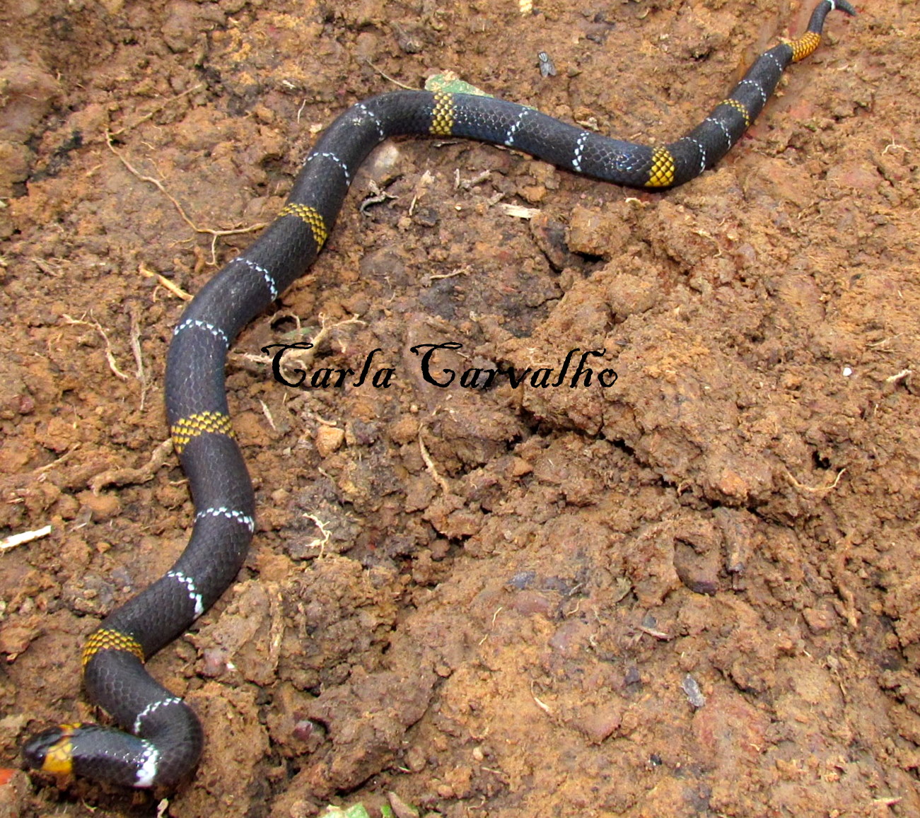 BIOSERPENTEIA: Micrurus hemprichii