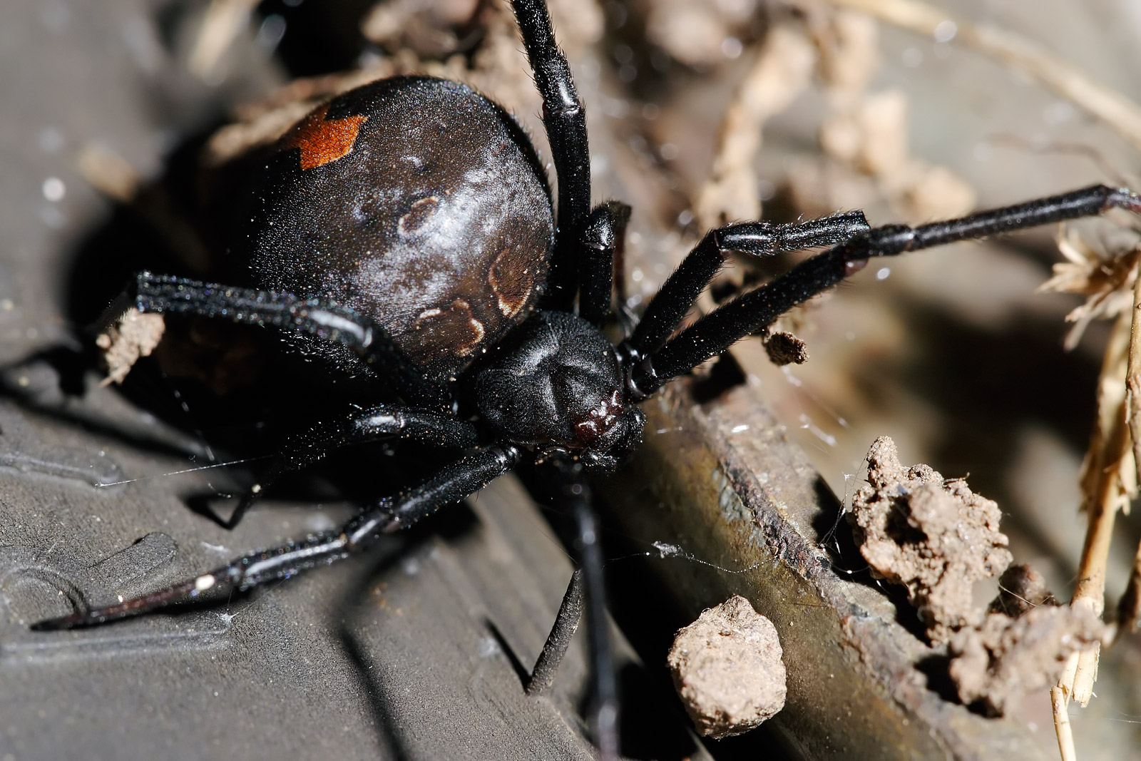 Redback Spider Information And Latest Wallpapers 2013 | Top hd animals ...