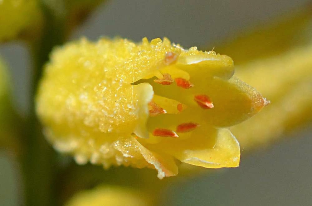 Space Coast Wildflowers: Malabar Scrub Sanctuary, April 26, 2013