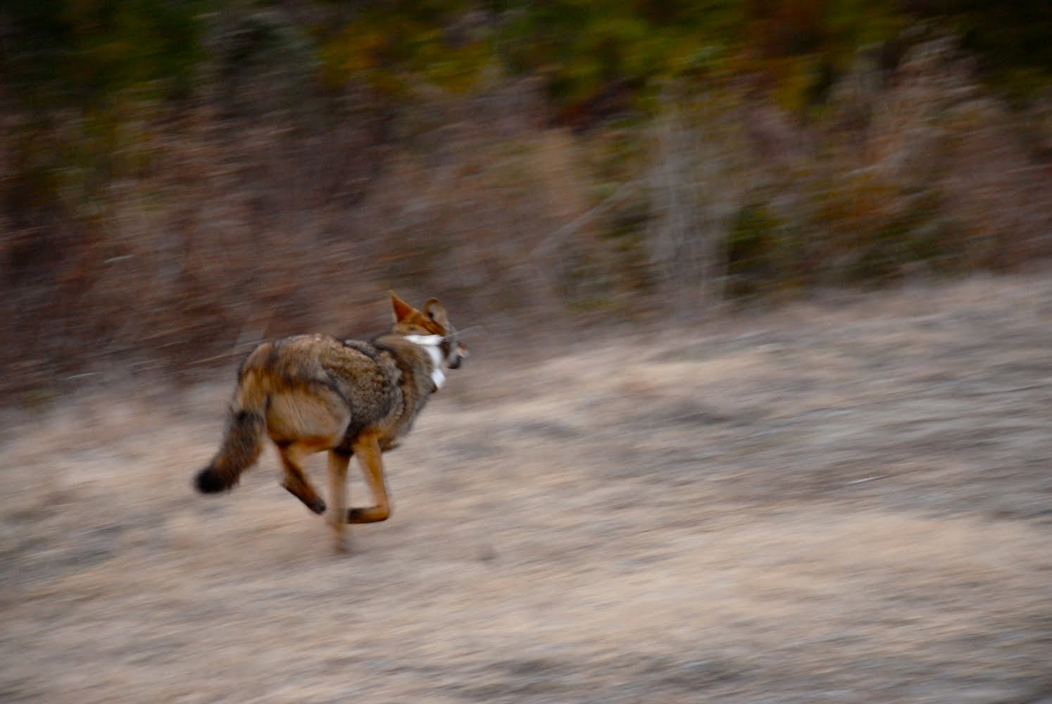 RETURN OF THE RED WOLF: Pack Intact