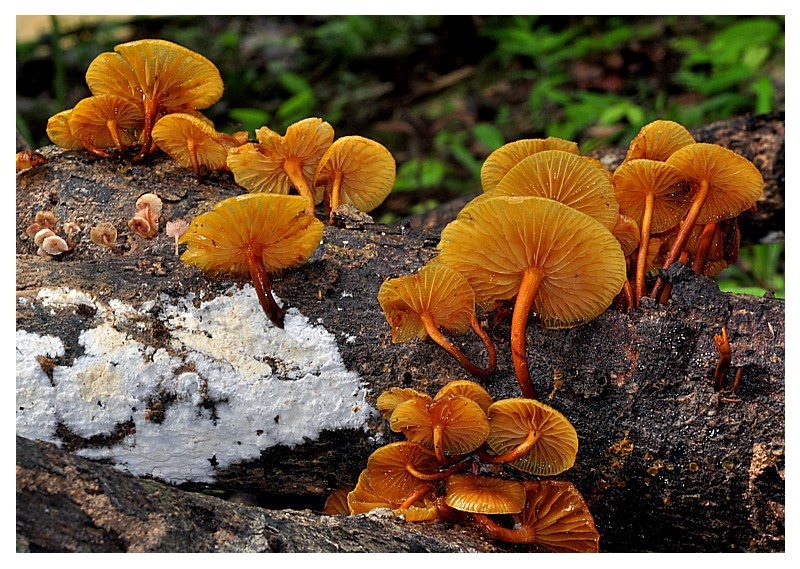 scienceandenglish4primary: UNIT 3 LIVING THINGS