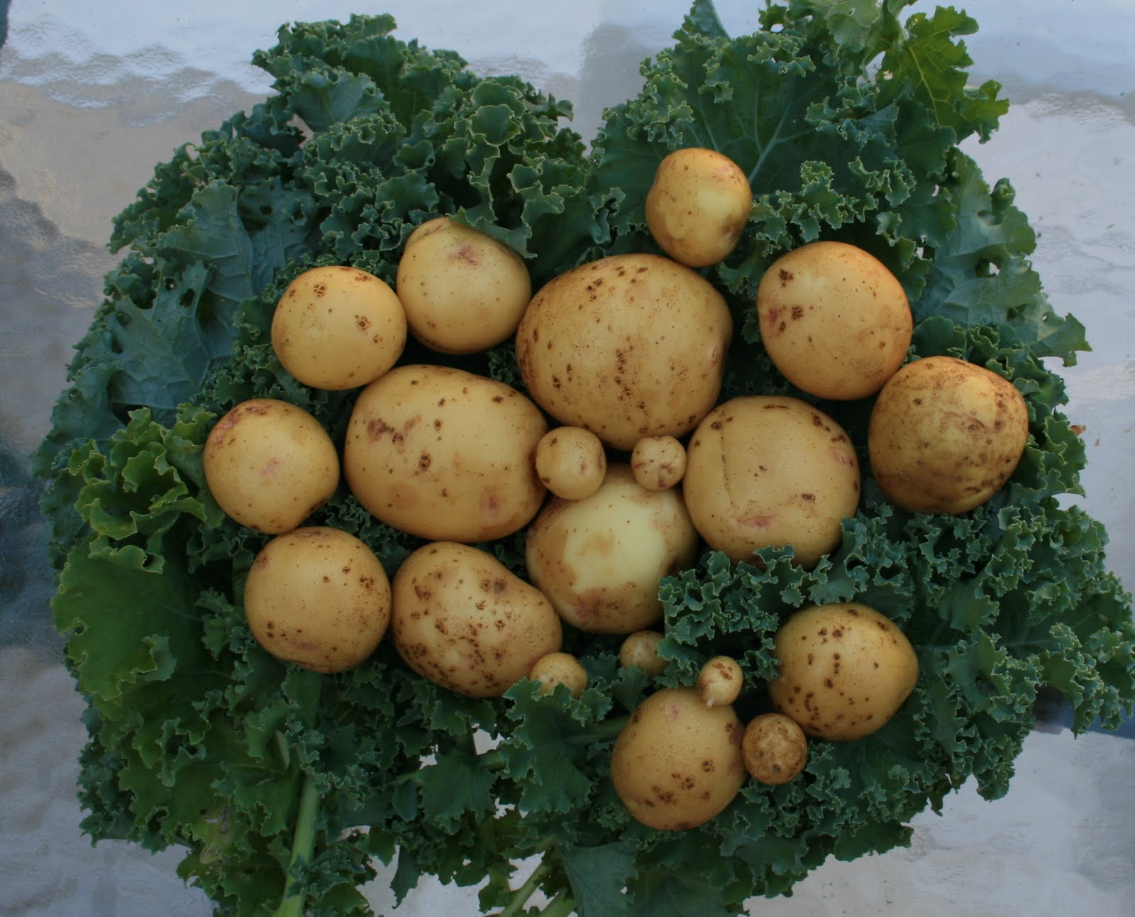 Spicebush Log: Kale and Potatoes