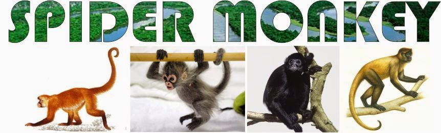 MONKEYS: REPRODUCTION
