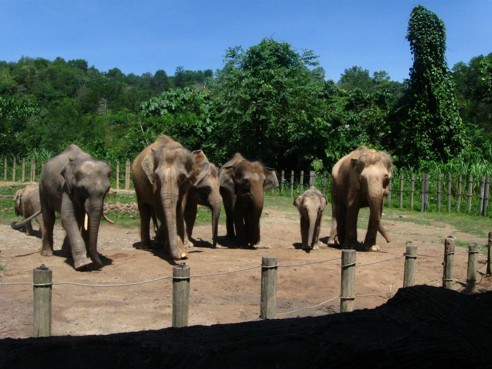 1000 awsome experiences: Experience 9: Lok Kawi Wildlife Park (Zoo ...
