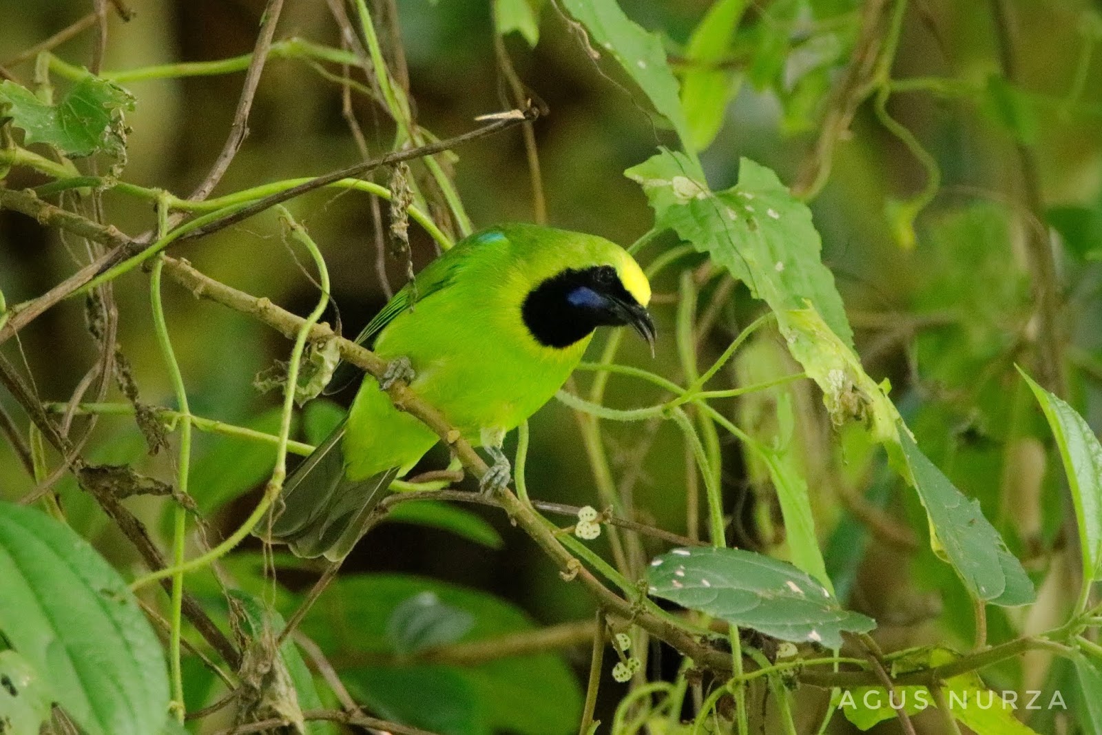 Birding in Sumatra, Birding in Indonesia: BIRDING PHOTOGRAPHY