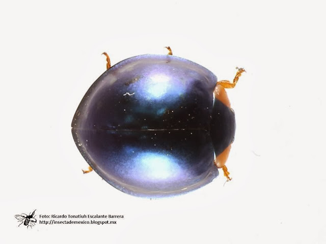 Insecta de México: CURINUS COERULEUS