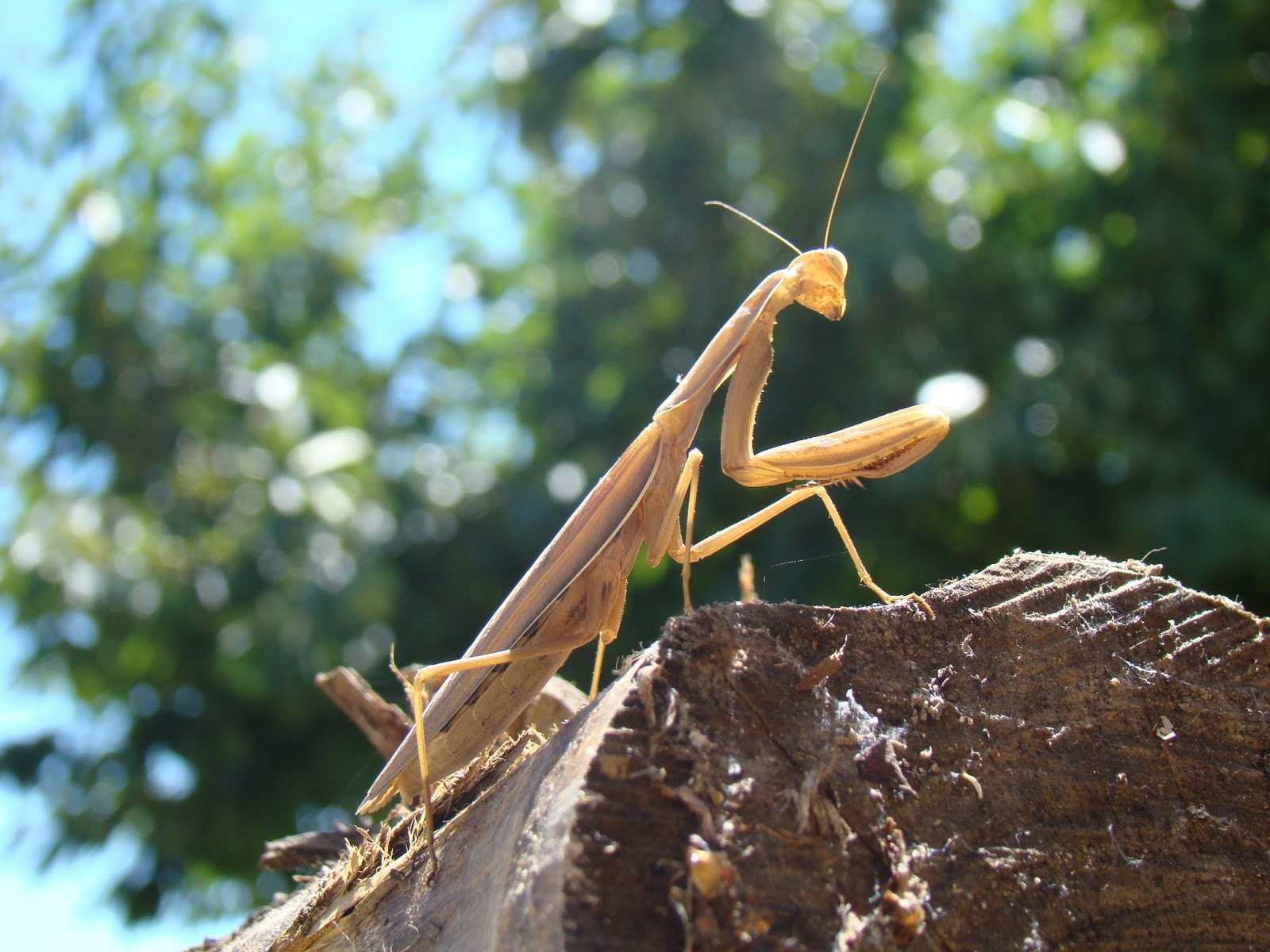Las Fotos de Javi: Mantis Religiosa