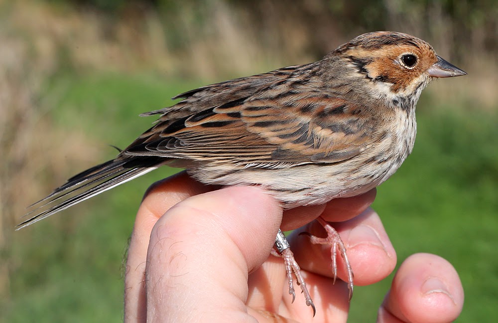 CAMBRIDGESHIRE BIRD CLUB GALLERY: Little Bunting