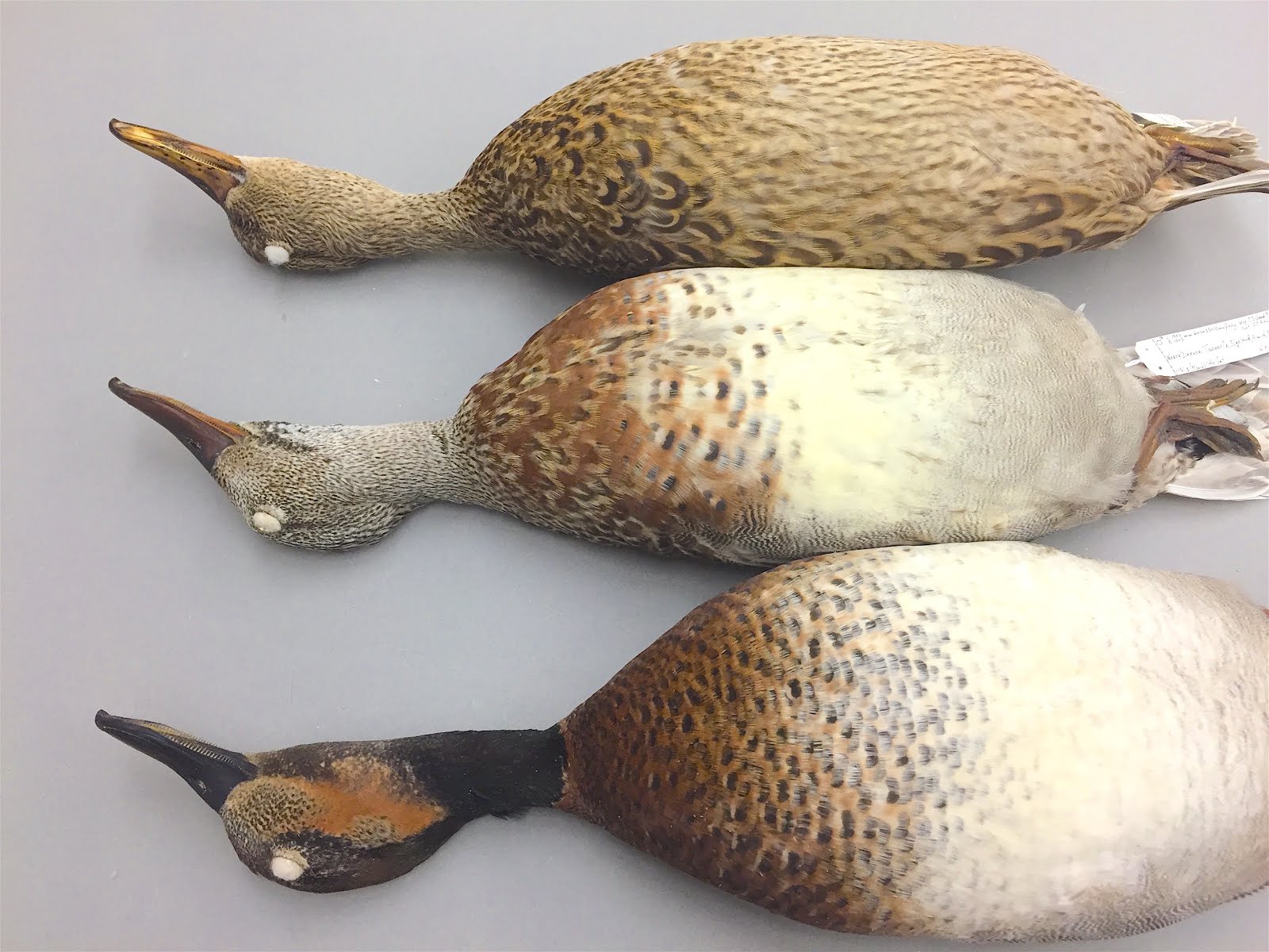 Hybrid Duck Study: A GALLERY OF DONATED HYBRIDS