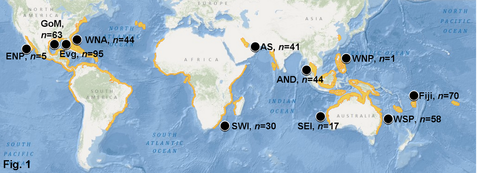 The Best Shark Dive in the World!: A Fiji Bull Shark?