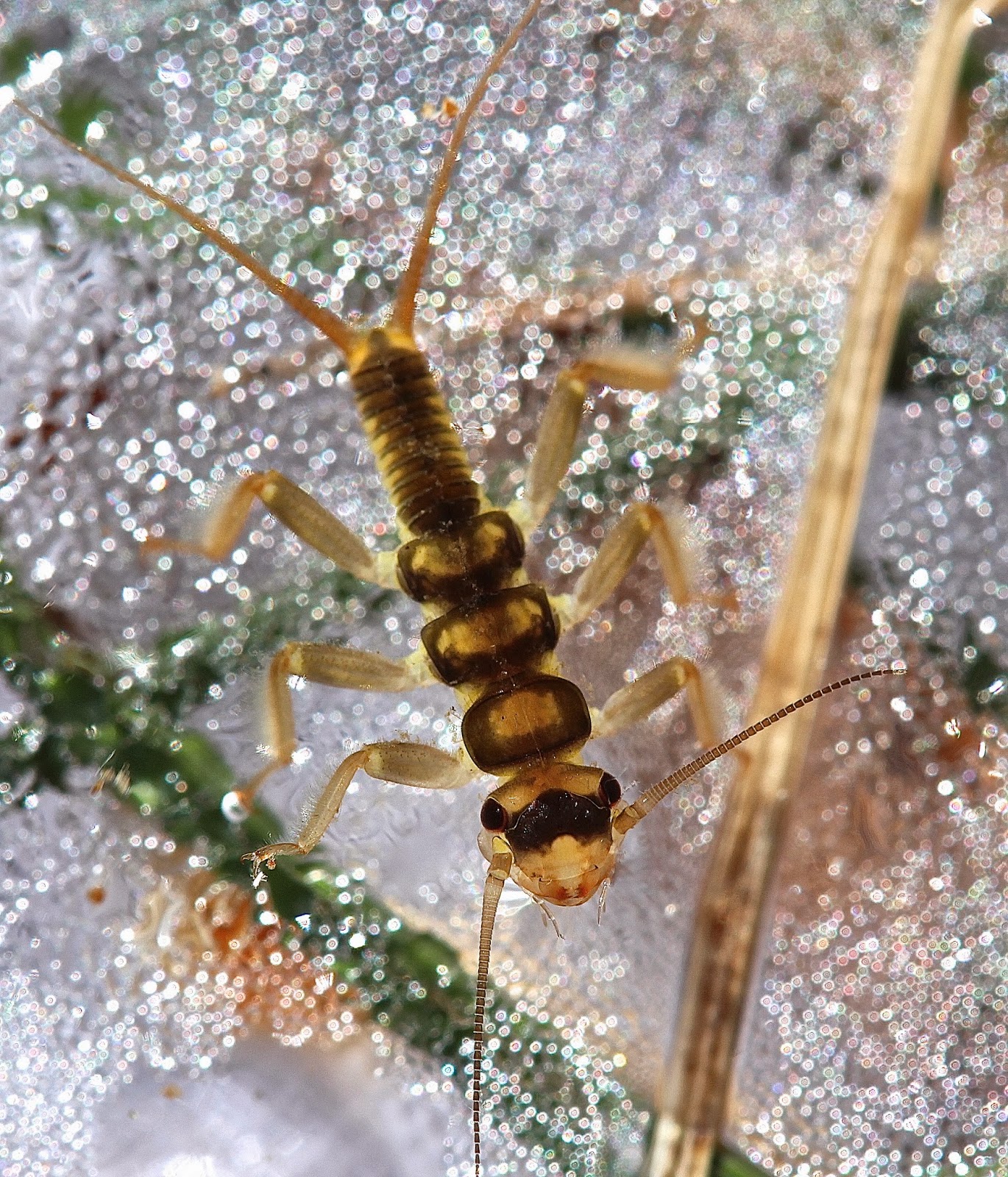 Aquatic Insects of Central Virginia: Colorful stoneflies at the Lynch River