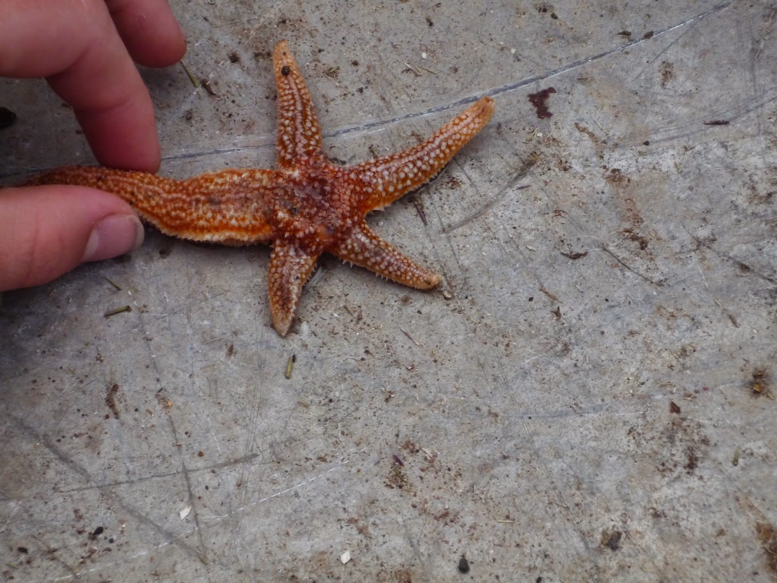 Starfish Regeneration Process