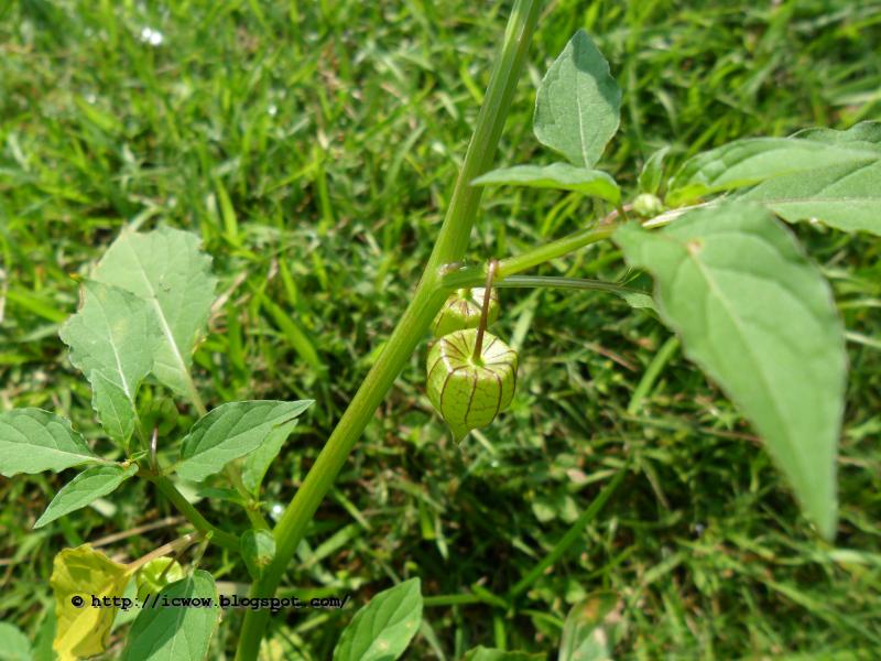 Bon Tepari Ful (বন টেপারী ফুল) - Physalis minima