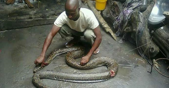 Welcome to Mr GlobalNews : Huge Python killed, butchered into pieces ...