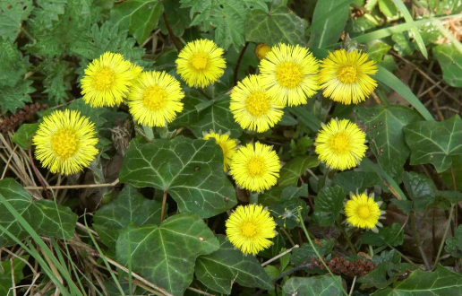 Ceaiul de podbal şi calităţile sale terapeutice | Cafeneaua Subiectelor