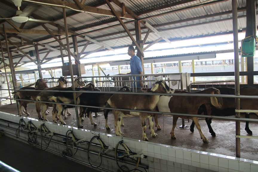 Hay Dairies Farm Visit - meet the goat! | Learn The Fun Way